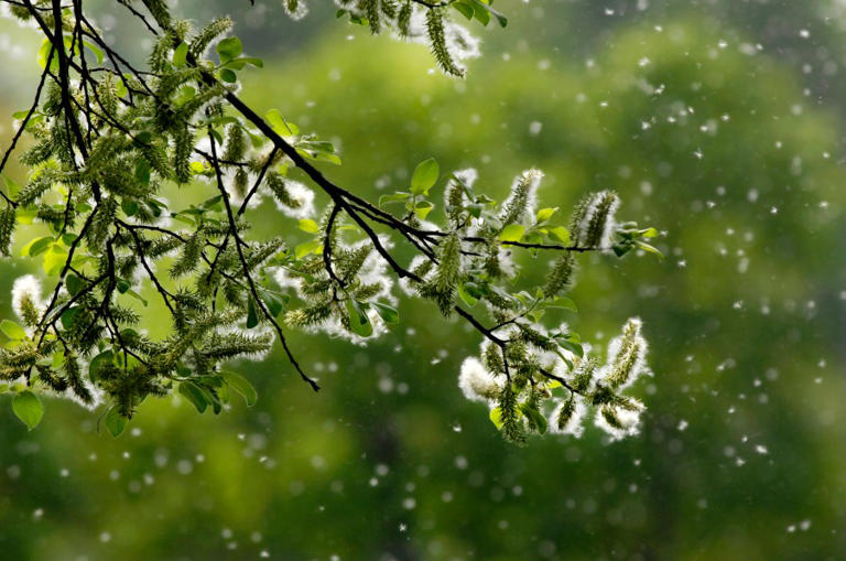 Heavy pollen counts fueling allergy season in Central New York, doctor says