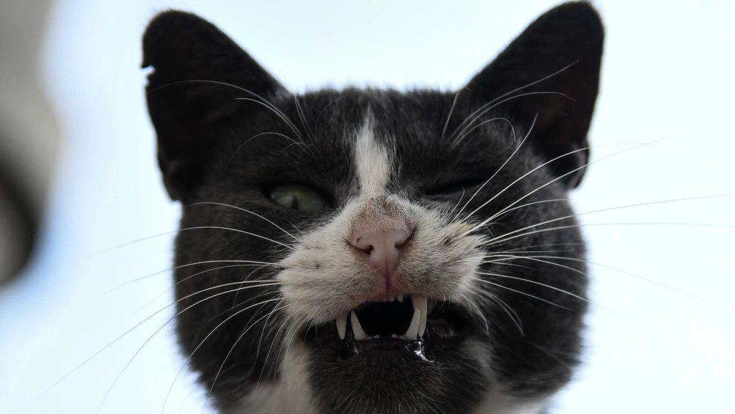 Effective strategies for improving cat behavior