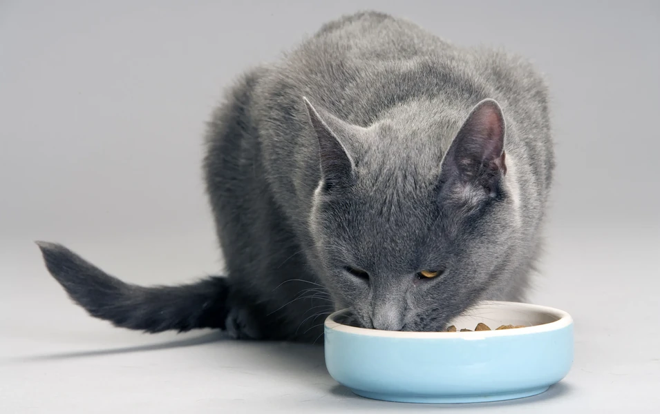 Why your cat never finishes dinner