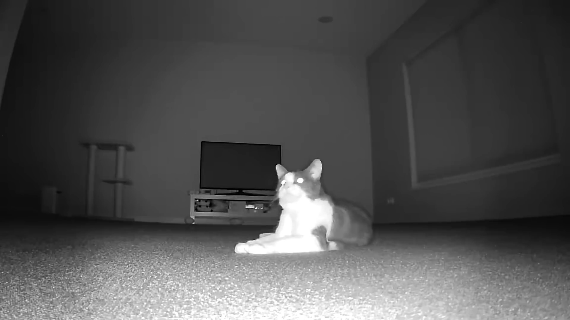 This cat has a secret night shift