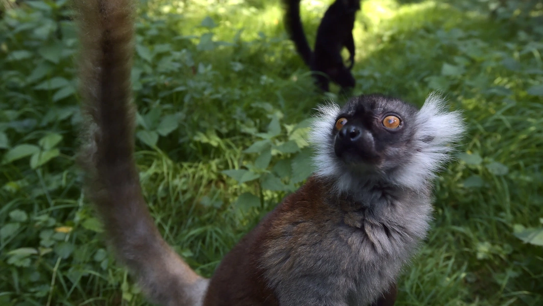 New research reveals lemur diversity shaped by repeated radiations