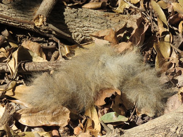 The tail lying in the leaves