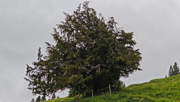 Deutschlands ältester Baum steht fast im Ländle