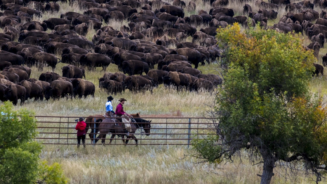7 states leading in bison conservation