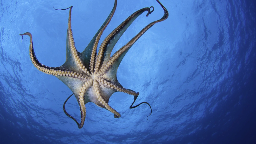 Octopus arms' independent sensing reshapes view of intelligence