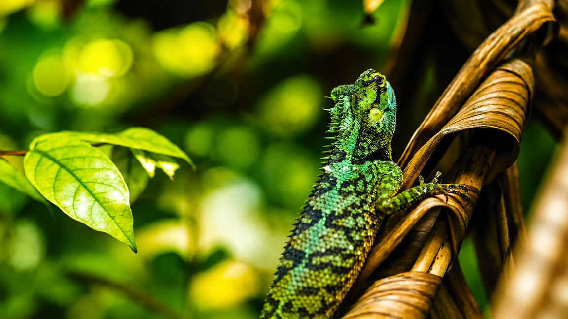 The green forest lizard hidden in plain sight