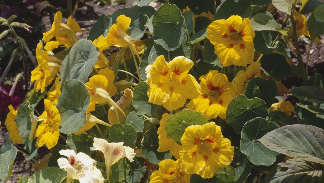 15 edible flowers with flavor and garden benefits