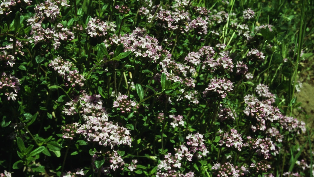 10 hardy ground covers for sunny landscapes