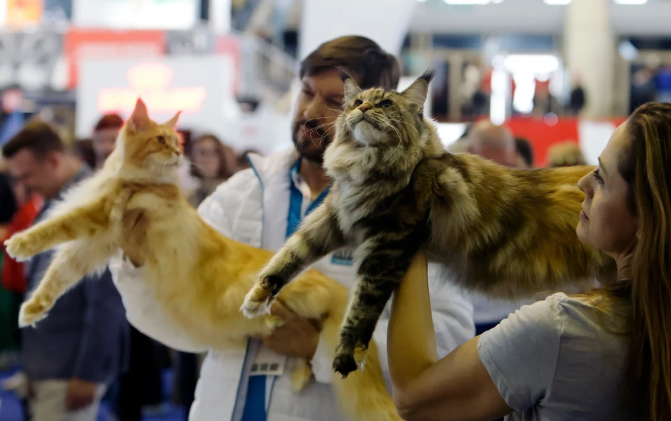 Fantastical-looking cat breeds spark interest among pet lovers