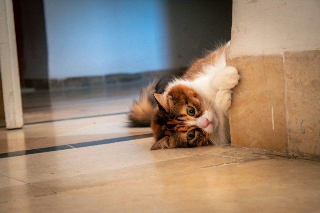 Why does your cat scream when you shut the bathroom door?