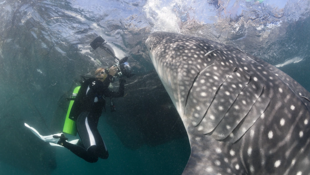 Marine ecologist wins award for whale shark photo with classic lens