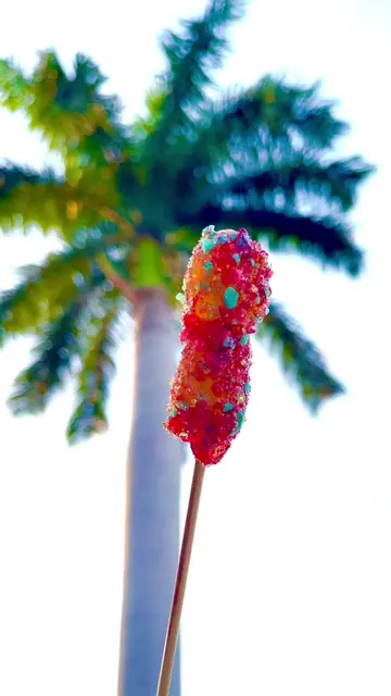 Candy grapes under the Miami palm trees
