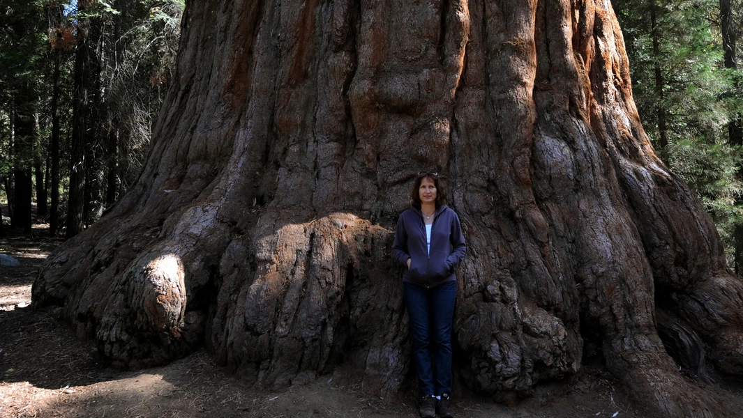 13 astonishing size comparisons with humans for scale