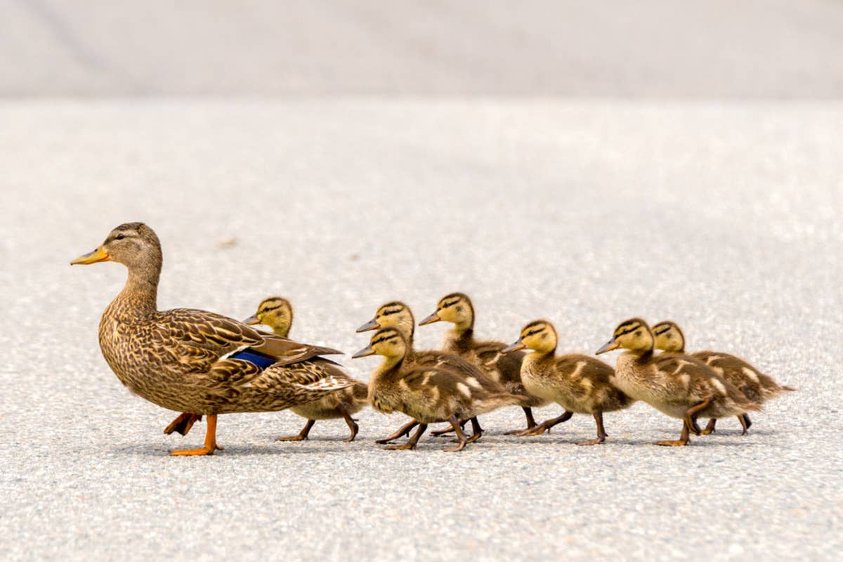 People are cracking up over this mama duck's relatable parenting moment