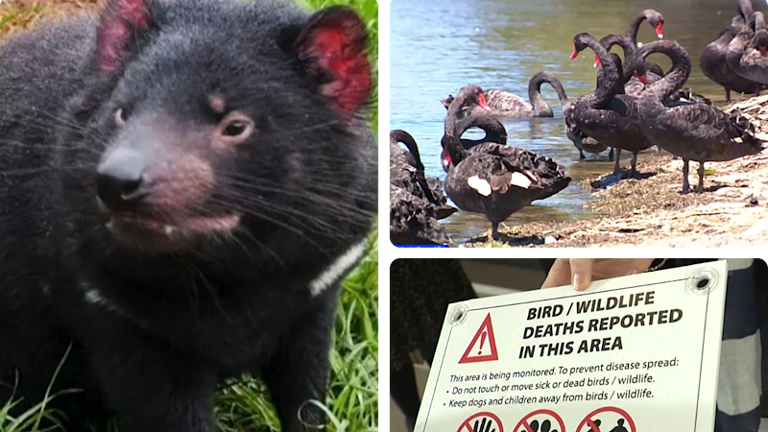 Aussie animals at risk from global threat experts warn after bird flu ...