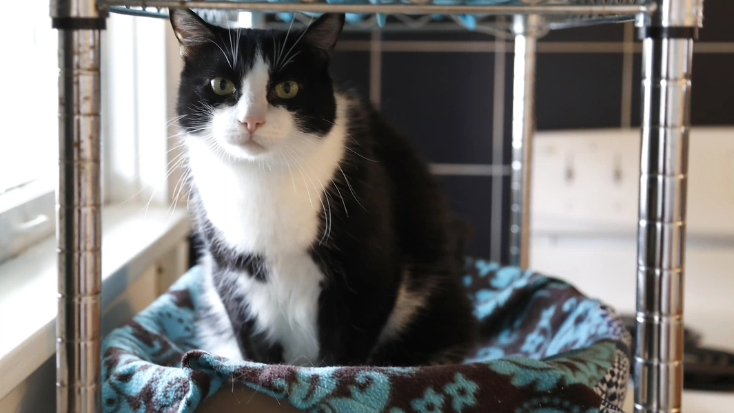 10 Signs and Emotions When Cats Near the End