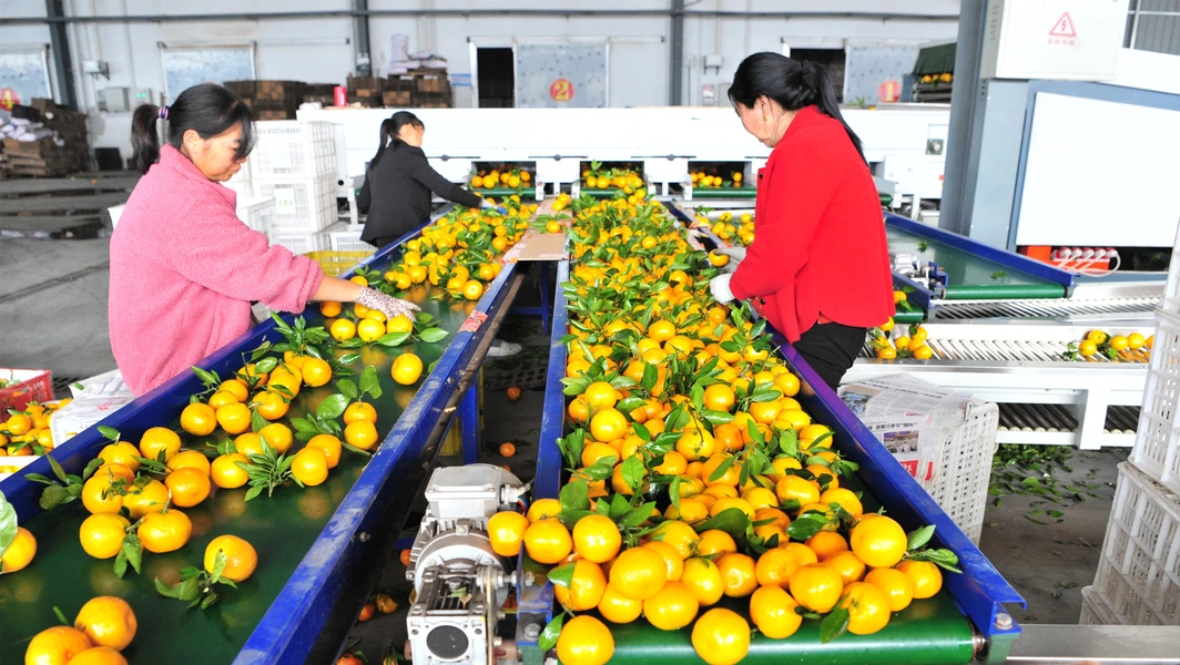 Lima oranges: origins, cultivation, and uses