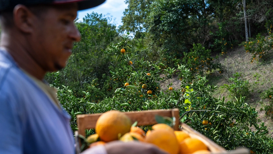 Lima oranges: origins, cultivation, and uses