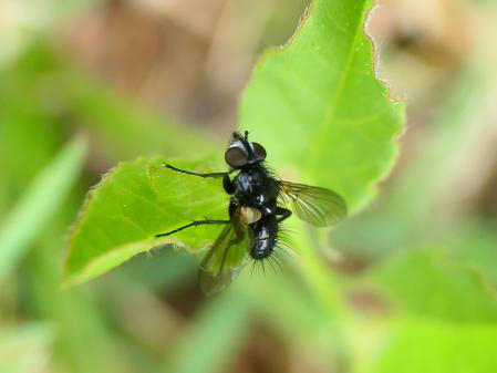 La parásita mosca Gastrolepta