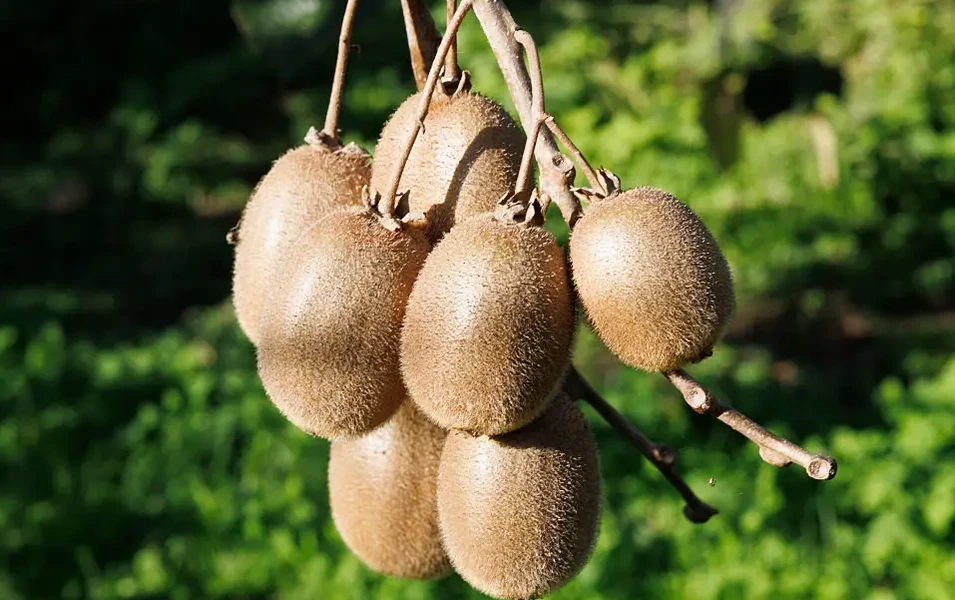 Why kiwi deserves a daily spot in your diet