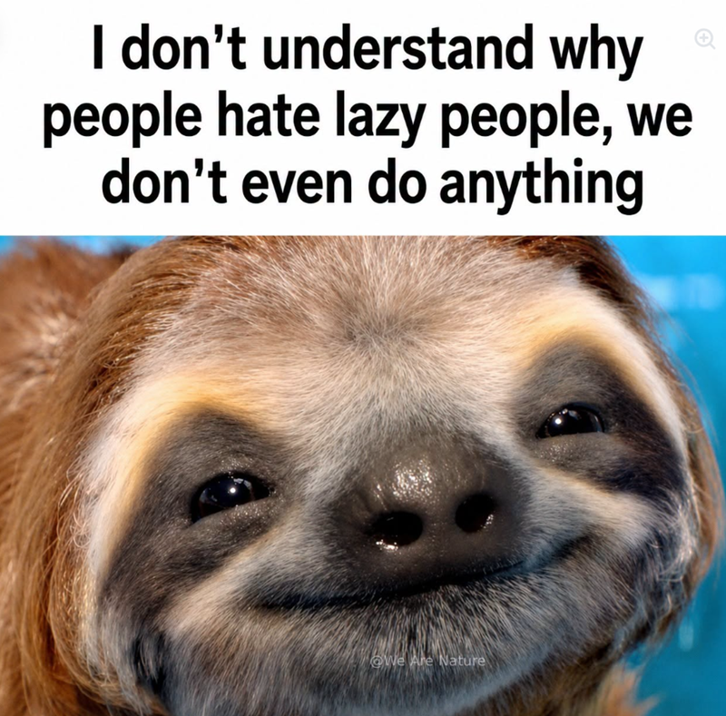 28 lazy sloth and raccoon memes to scroll when you're bed rotting this ...