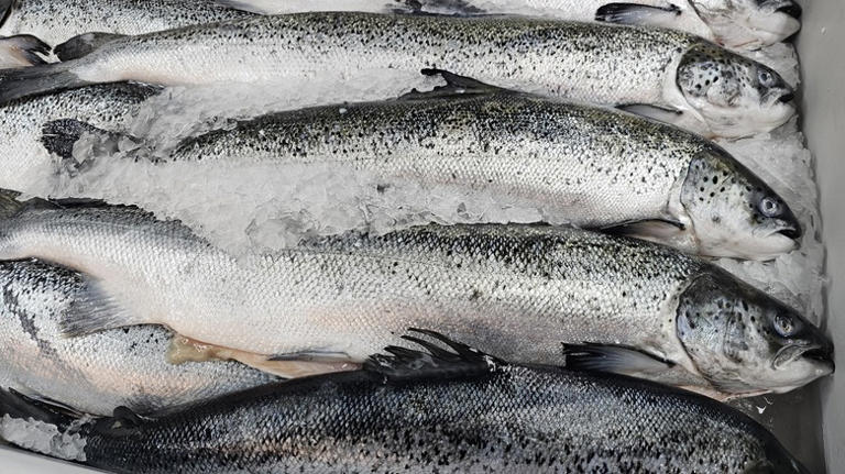 Smoked salmon vs fresh: Which contains more omega-3?