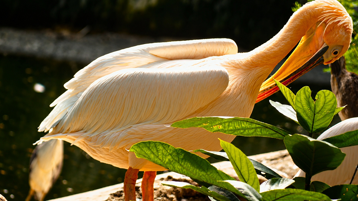 The beauty of a white pelican up close