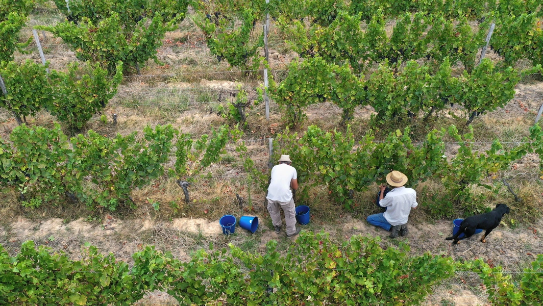 Sustainable winemaking in Texas Hill Country