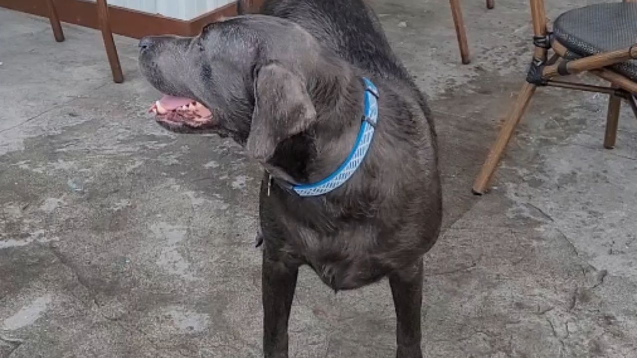 Energetic dog shows off diving skills while fetching toy at bar