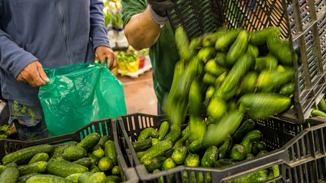 Harvesting and storing cucumbers for maximum yield