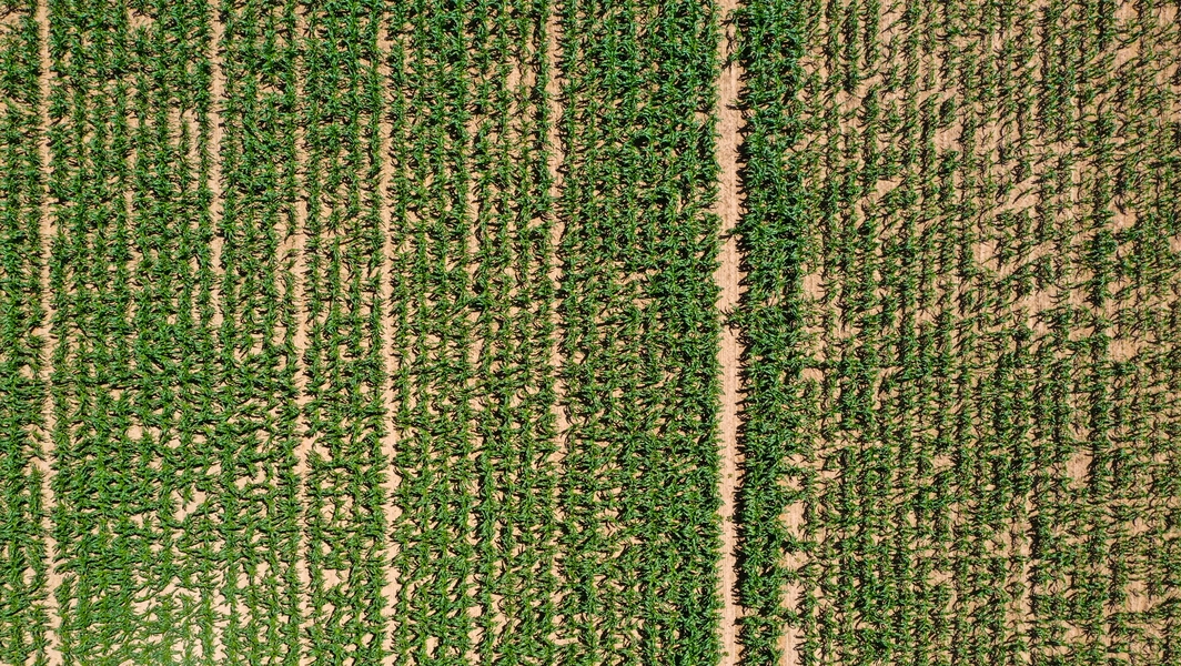 Identifying plant-parasitic nematode damage
