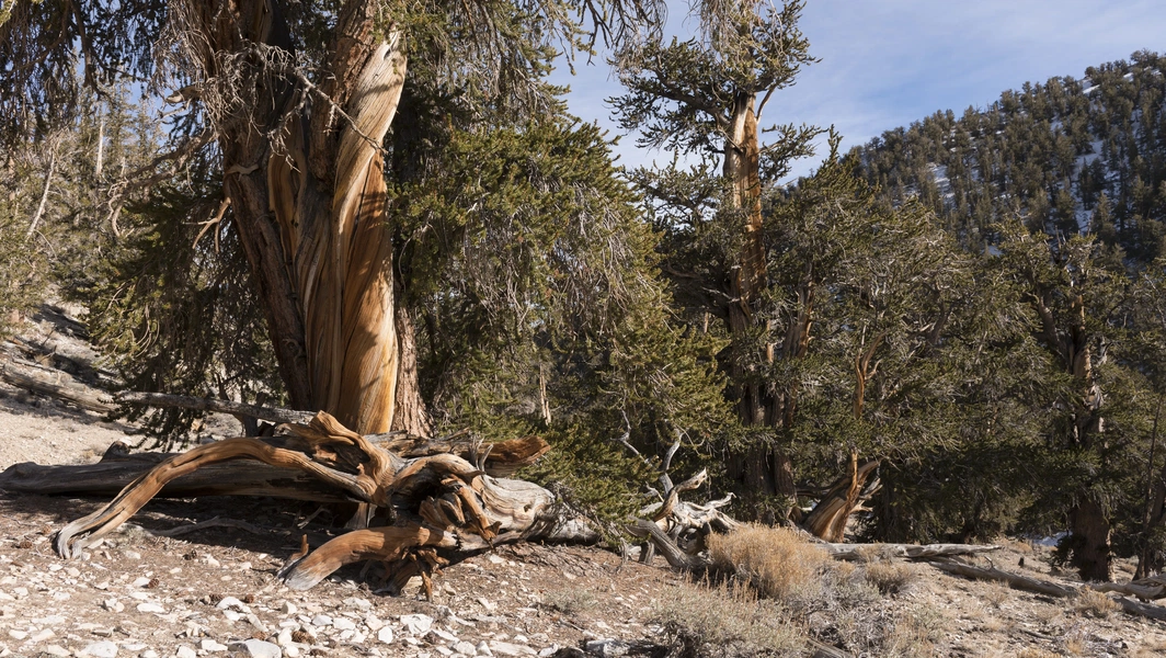 Ancient trees of remarkable age and resilience