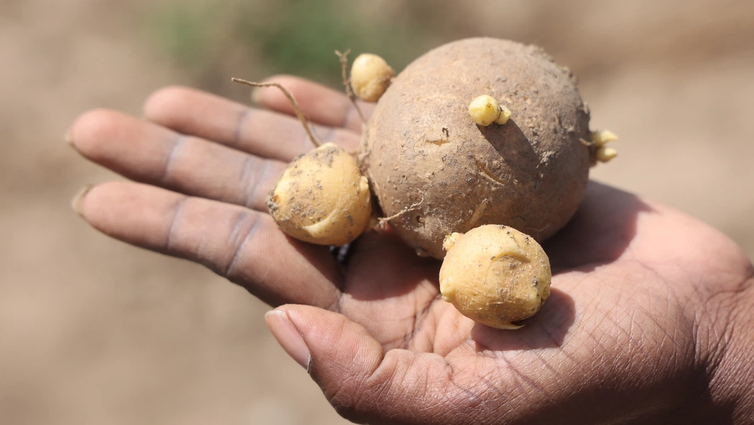 Understanding sprouted potatoes and safety risks