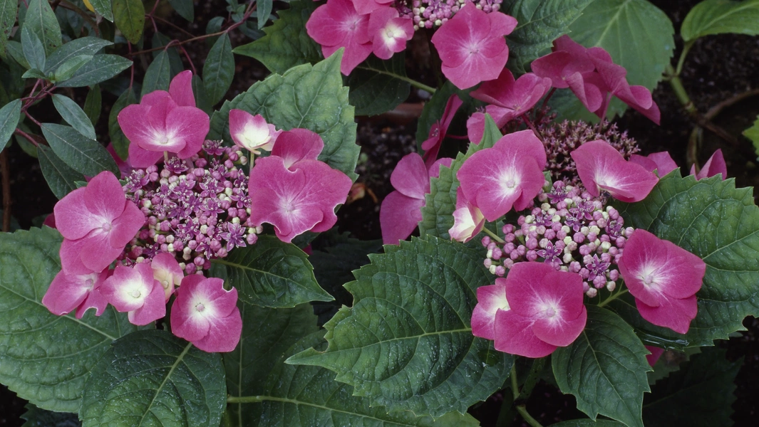 14 flowering shrubs that brighten shady gardens