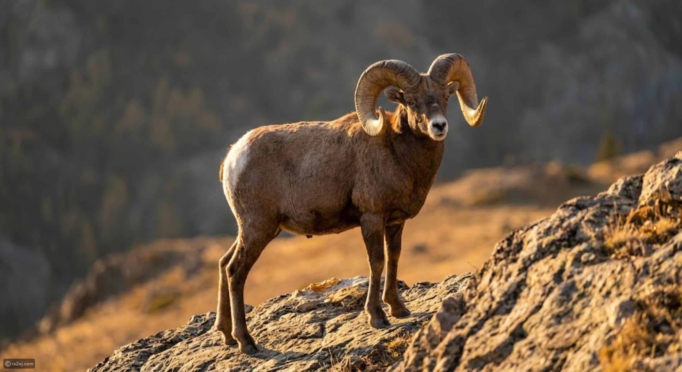 Is luck coming your way in late 2026? Your zodiac sign knows