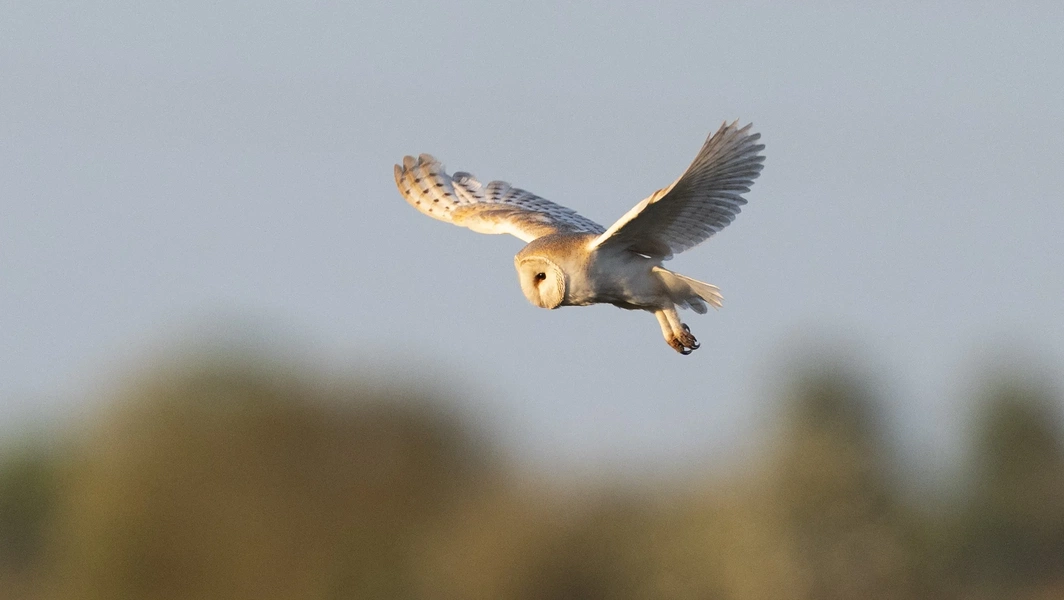 19 legally protected wildlife you might see nearby