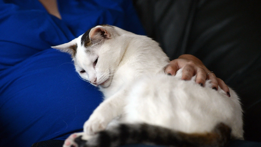 Why cats are most affectionate in the morning