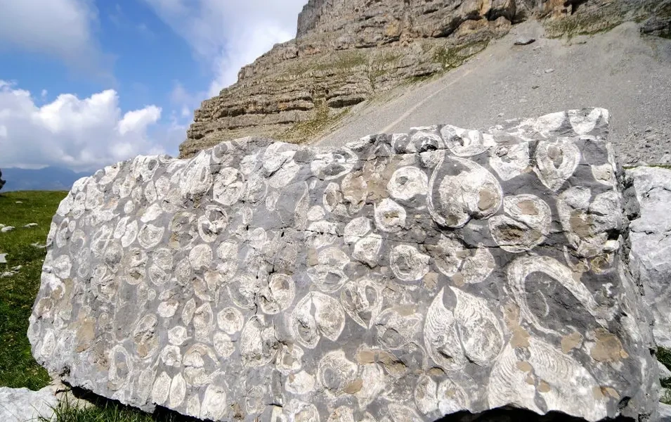 Hiker's find reveals 280-million-year-old fossil ecosystem in Alps