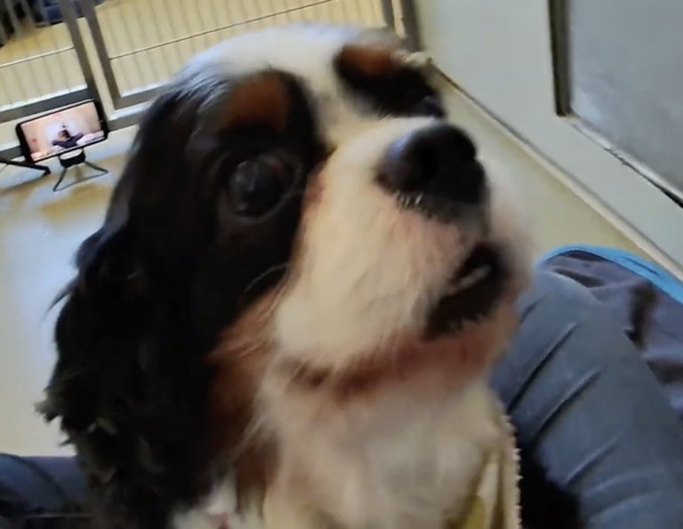 33 Cavaliers were found in a U-Haul with no air. One dog’s condition ...