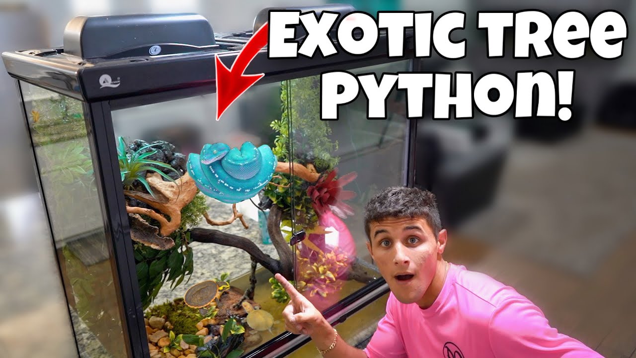 Building my dream tree python and turtle terrarium