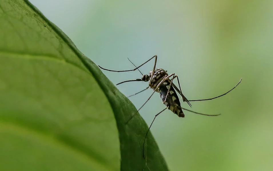 Scientists link mosquito bites to body odor compound and beer