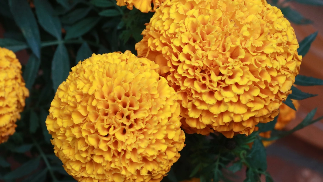 13 vibrant orange flowers for every garden