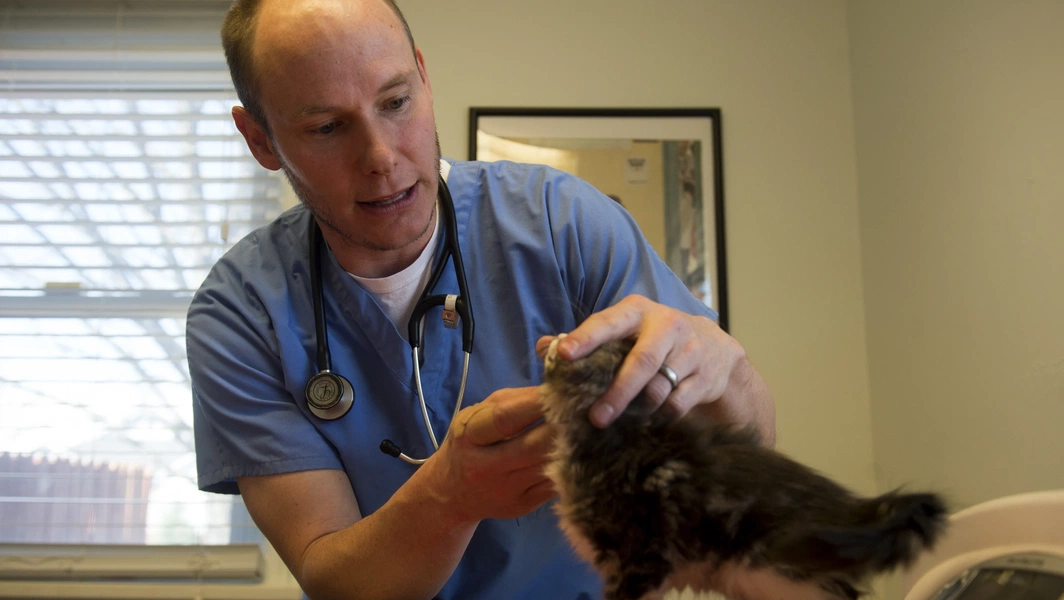 Living and thriving with cerebellar hypoplasia in cats