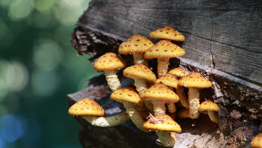 13 mushrooms commonly found growing on trees