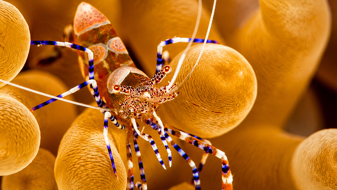 Tiny emperor shrimp hidden among sea anemones