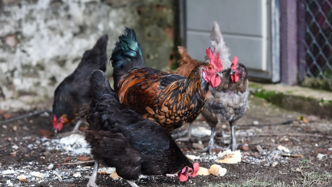 Practical realities of raising backyard chickens
