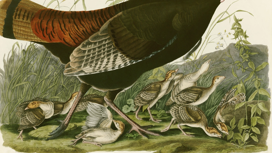 12 remarkable bird illustrations by John James Audubon