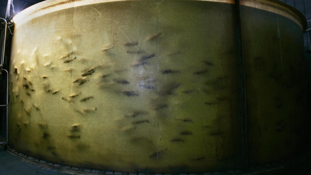 9 common pet fishkeeping mistakes