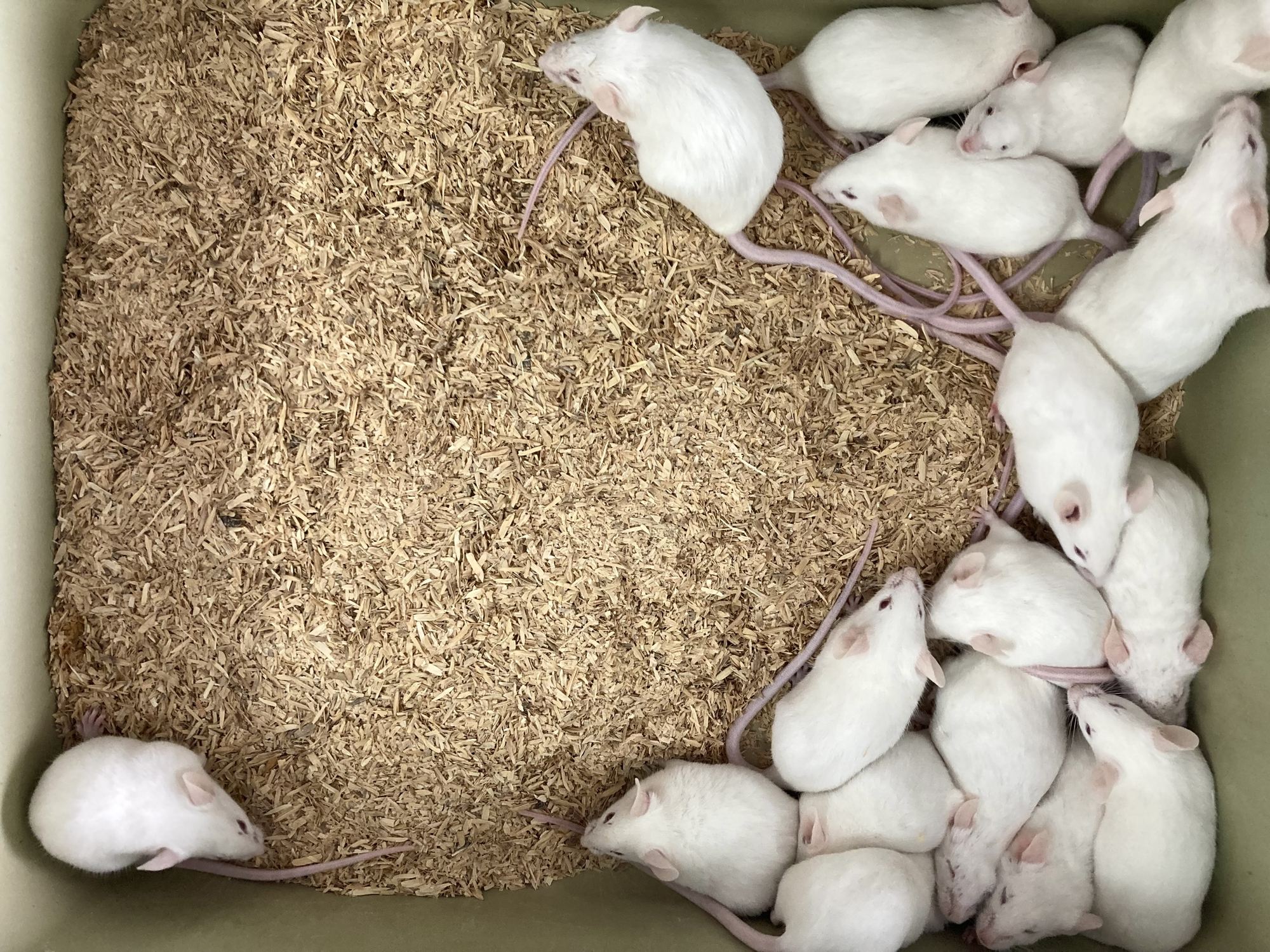 America loves pet snakes. That's bad news for mice