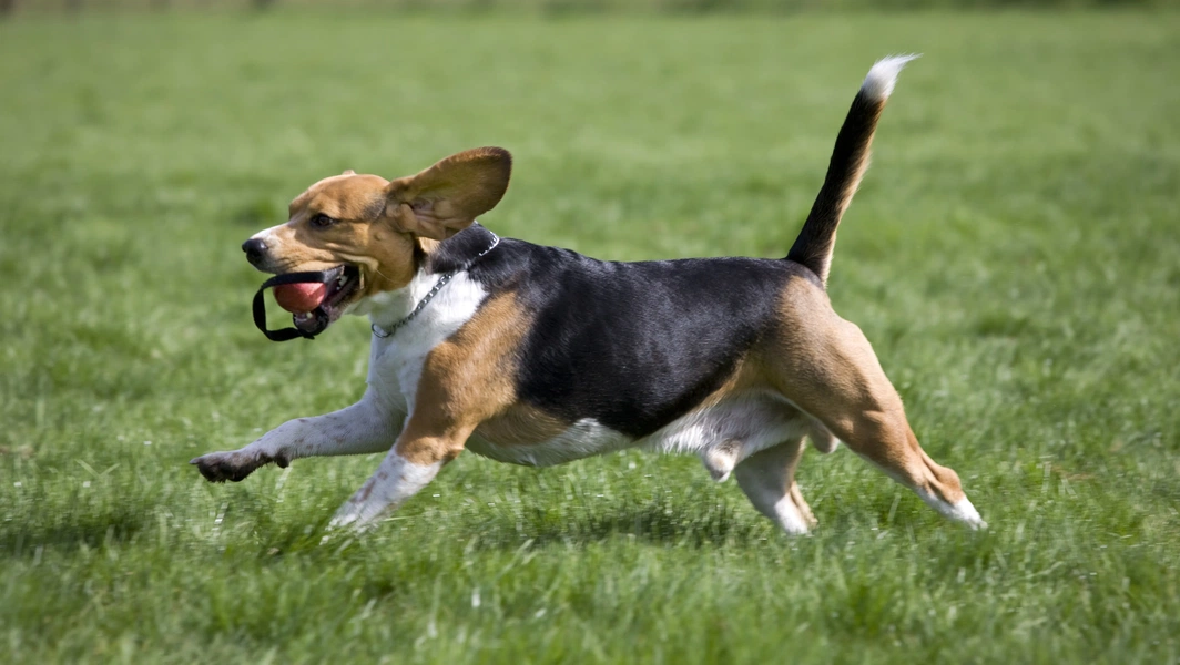 16 affectionate dog breeds for loving homes